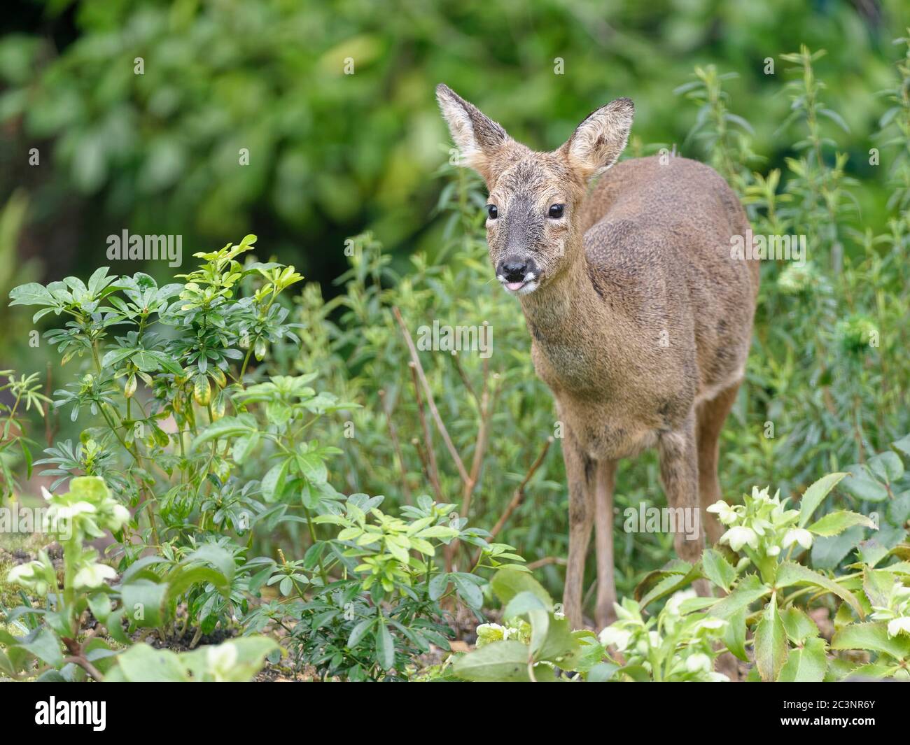 Roe deer (Capreolus capreolus) doe browsing in a flowerbed, Wiltshire ...