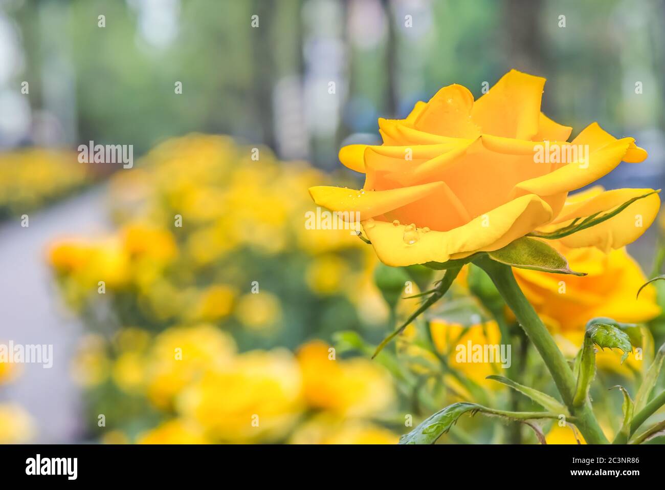 Alley of yellow roses after the rain in Kiev, Ukraine Stock Photo - Alamy