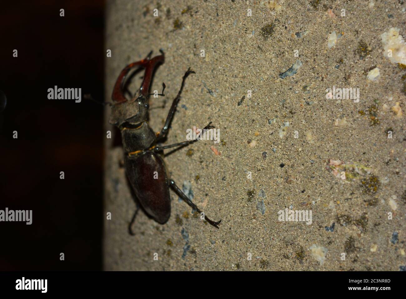 A large male insect Lucanus cervus, an adult stag beetle that rests ...