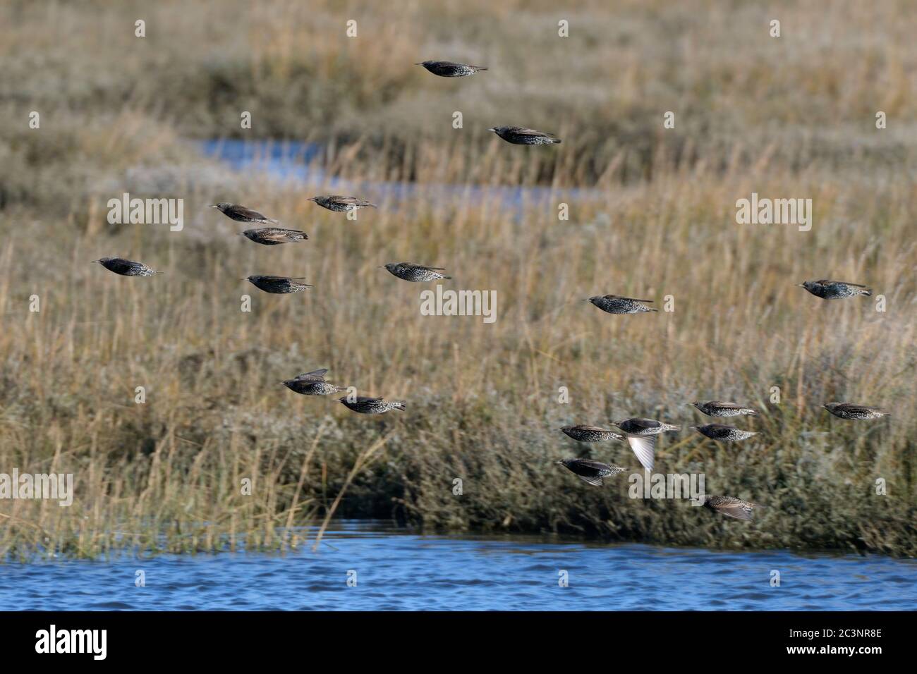 Spotted starling in flight hi-res stock photography and images - Alamy