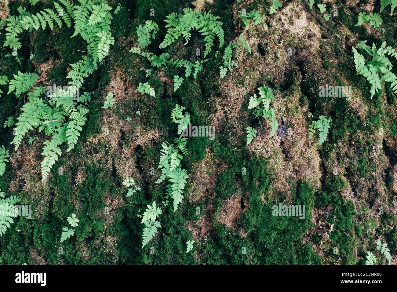 Surface covered in moss and plants Stock Photo - Alamy
