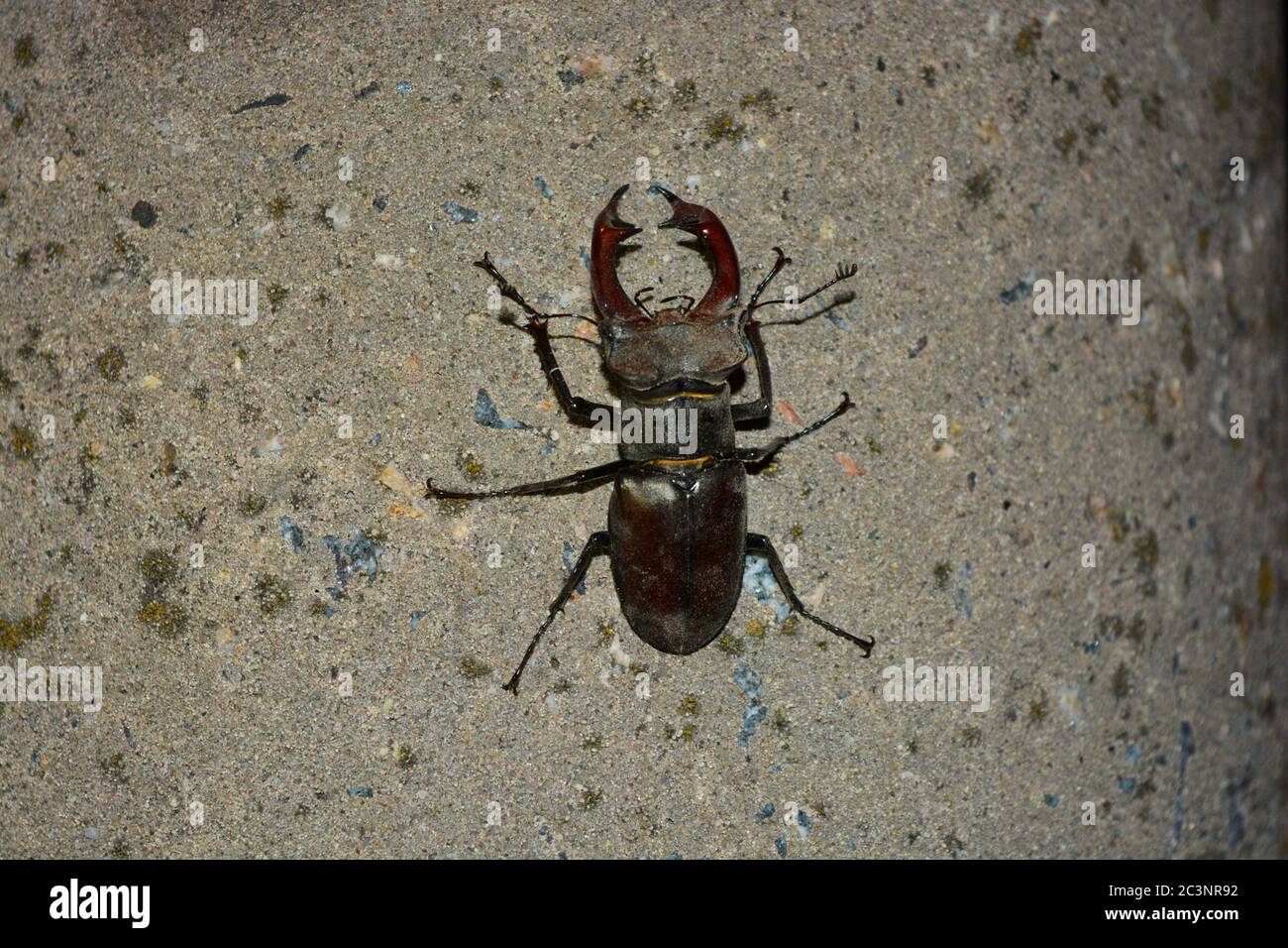 A large male insect Lucanus cervus, an adult stag beetle that rests ...