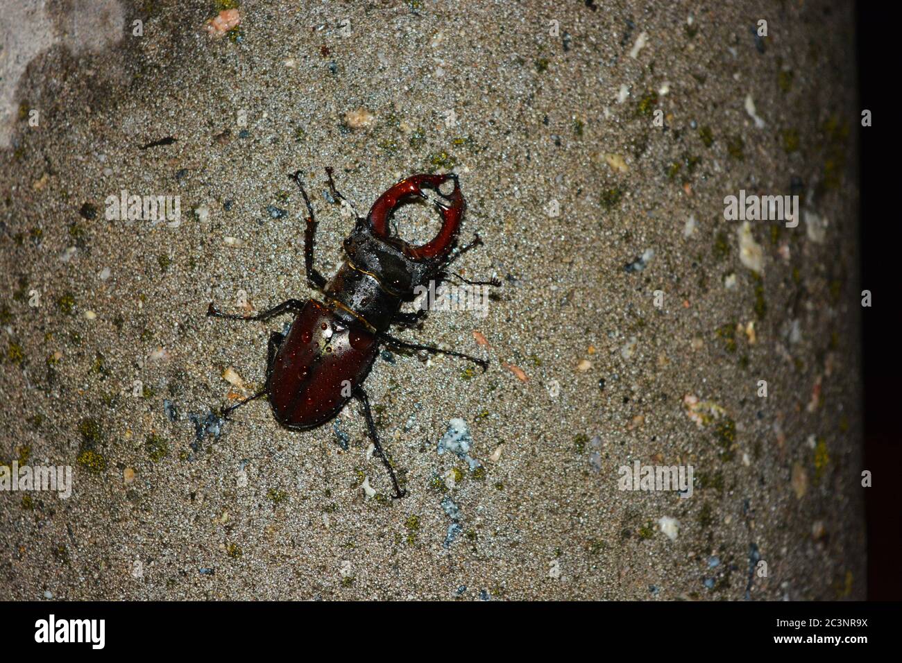 Washing beetle hi-res stock photography and images - Alamy