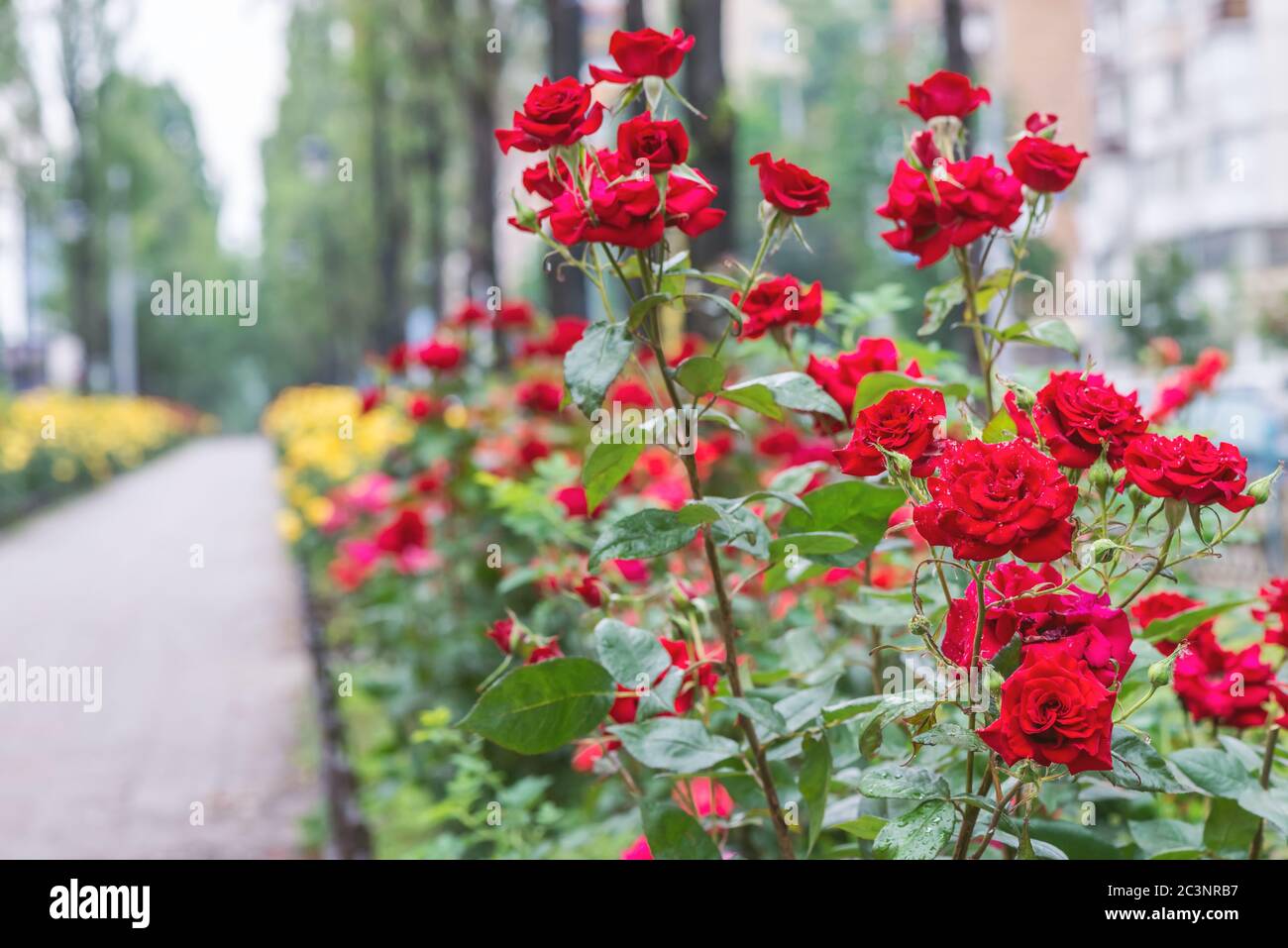 Alley of red and yellow roses after the rain in Kiev, Ukraine Stock ...