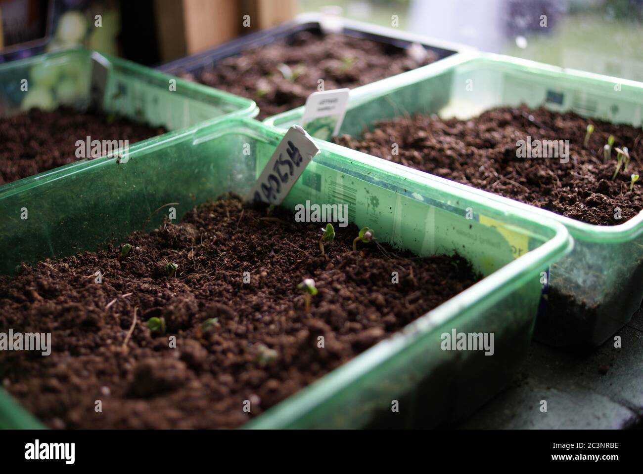 Plant trays hi-res stock photography and images - Alamy