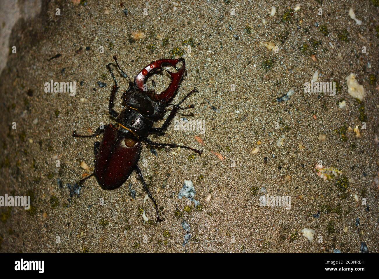 Washing beetle hi-res stock photography and images - Alamy