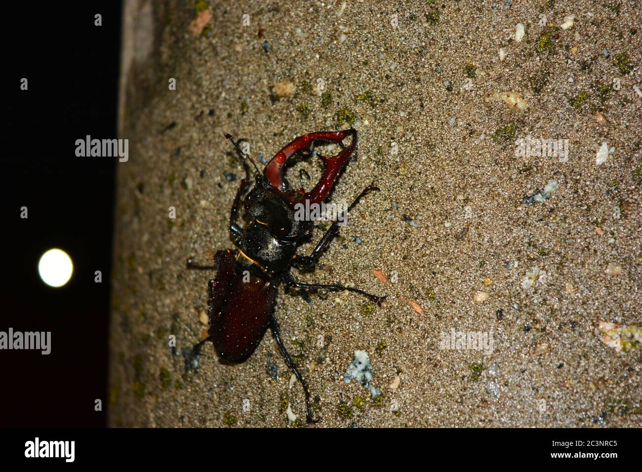 A large male insect, an adult deer beetle that rests after hovering and ...