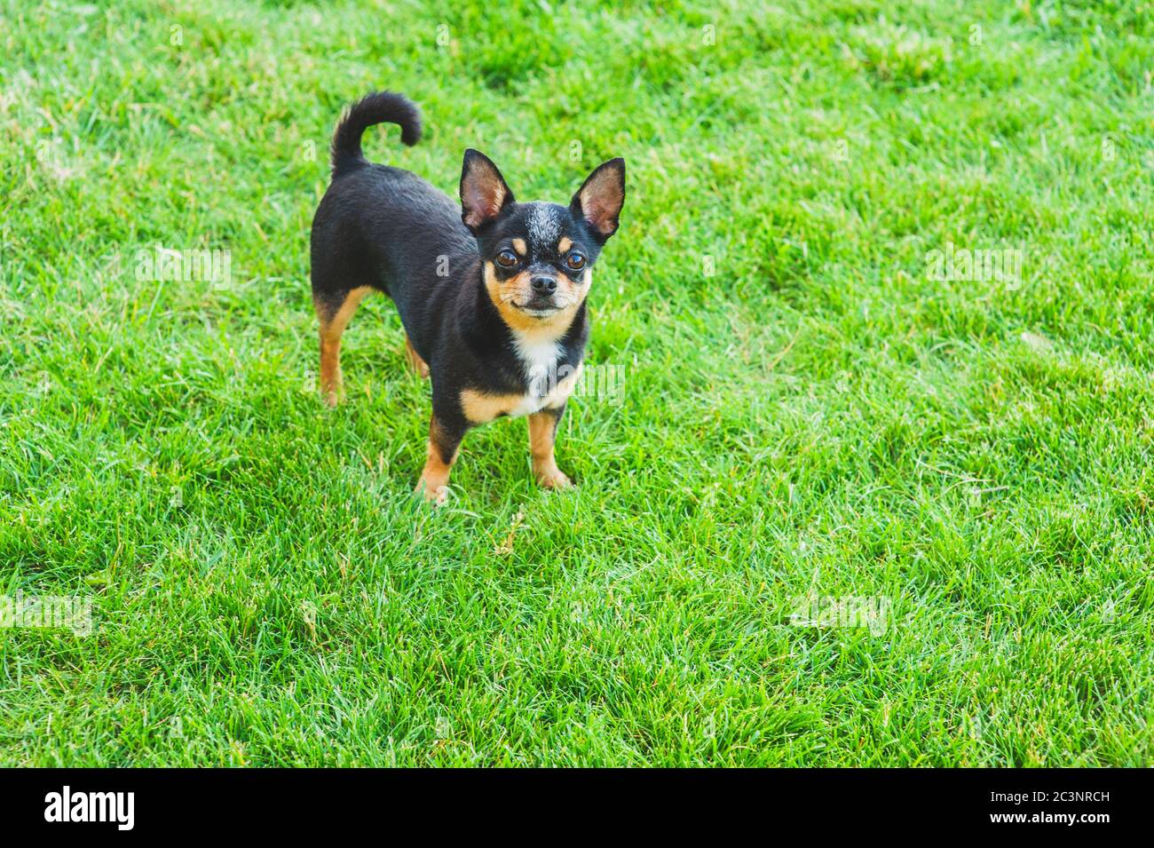 A black and tan purebred Chihuahua dog puppy standing in grass outdoors ...