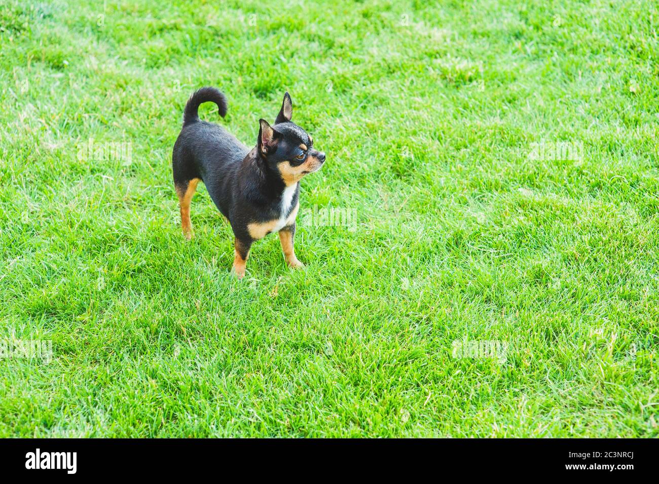 A black and tan purebred Chihuahua dog puppy standing in grass outdoors ...