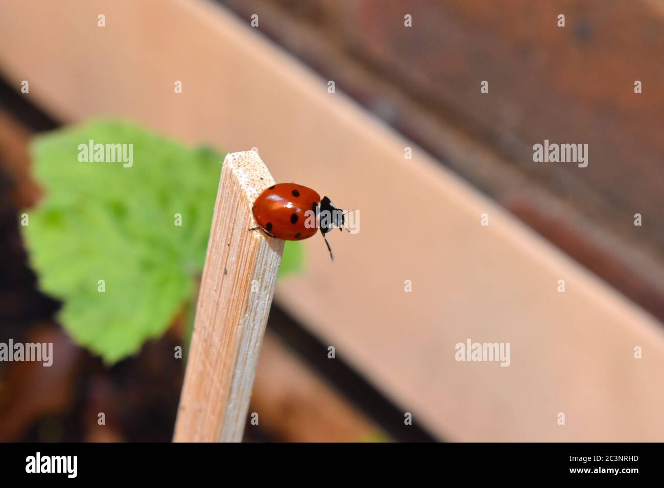 Ladybirds are useful insects allies of farmers and gardeners by feeding ...