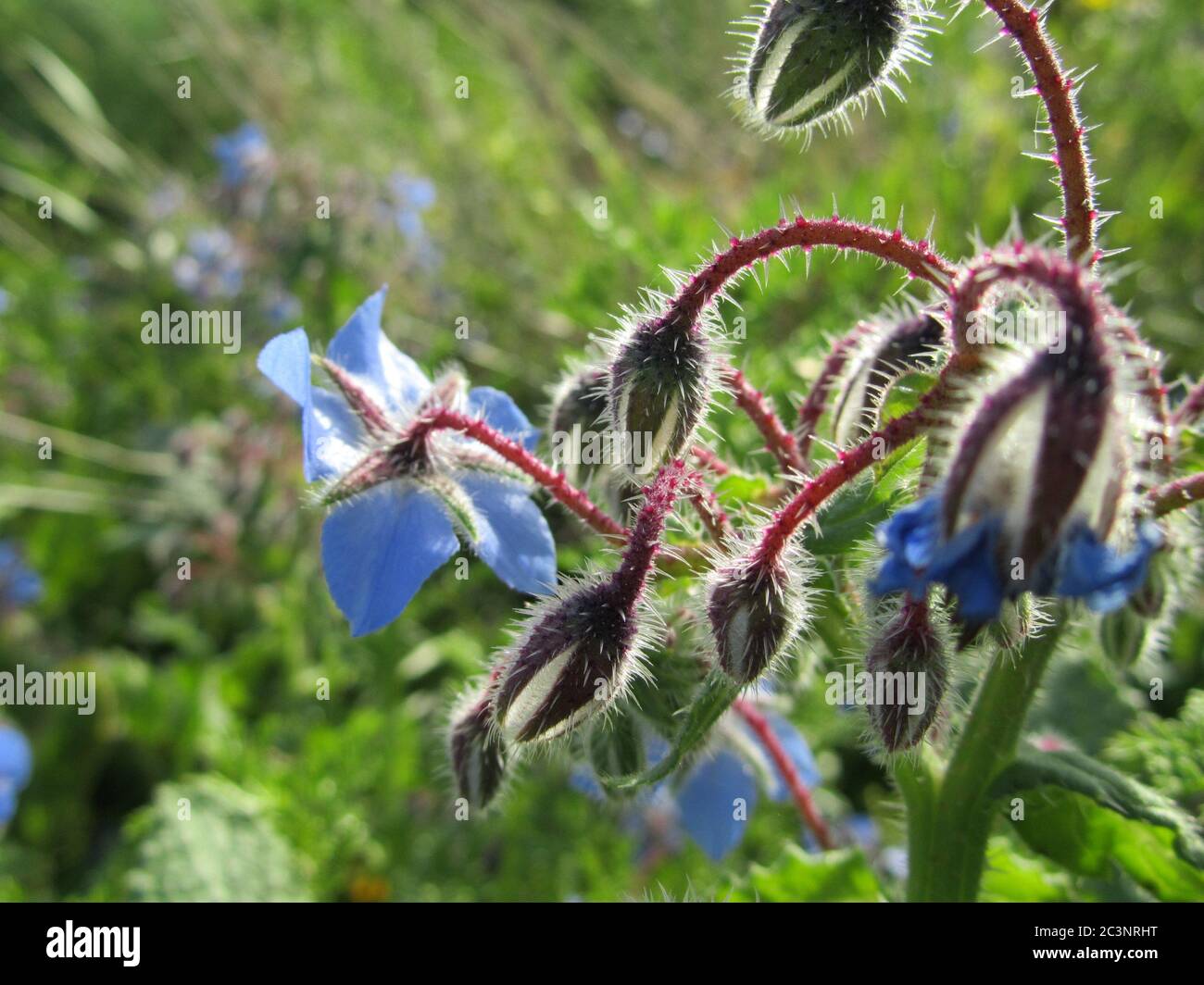 Common borage in bloom hi-res stock photography and images - Alamy