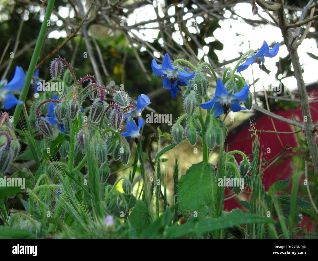 Common Borage flower plants growing in the field Stock Photo - Alamy