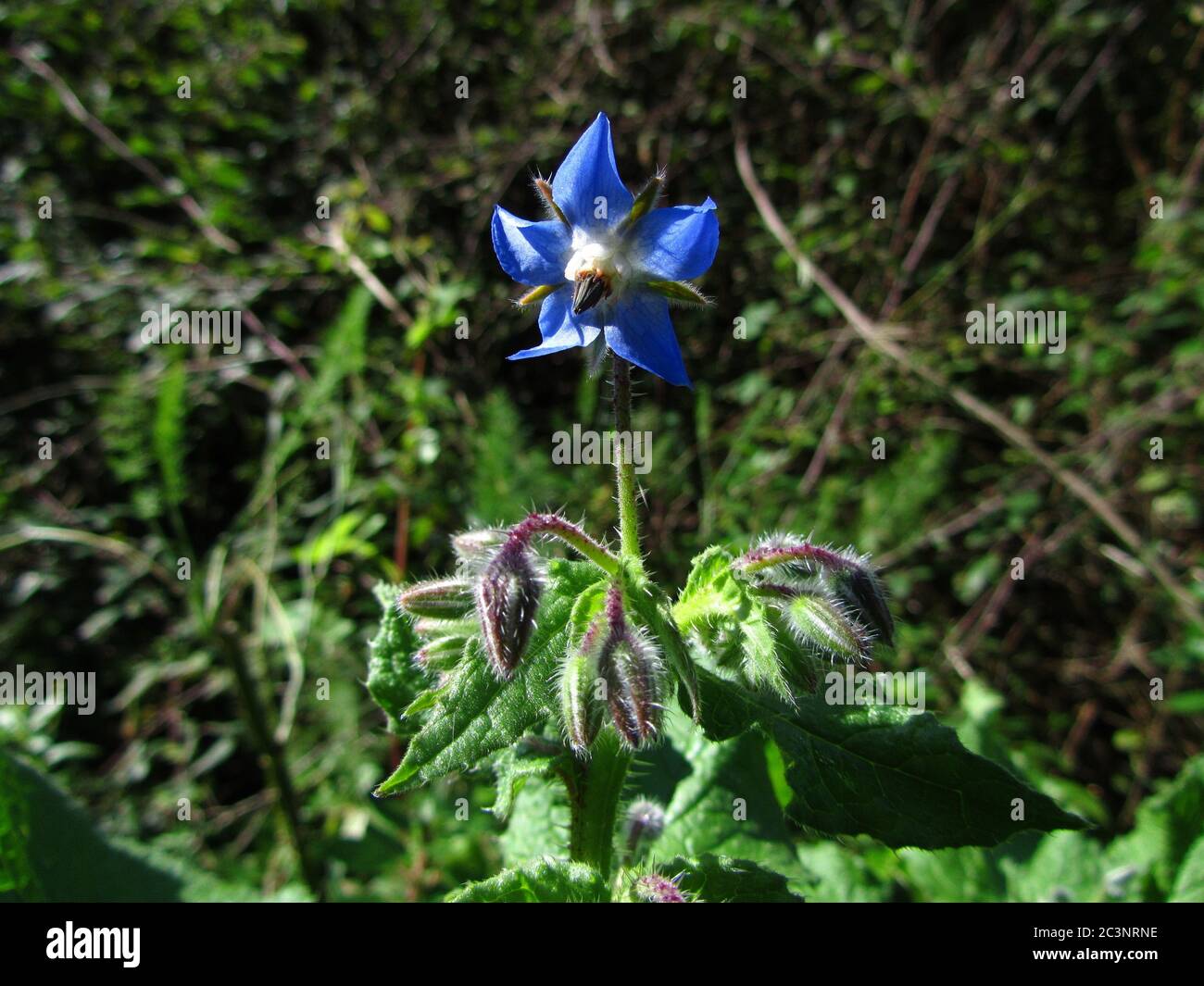 Closeup of Common Borage flower plant Stock Photo - Alamy