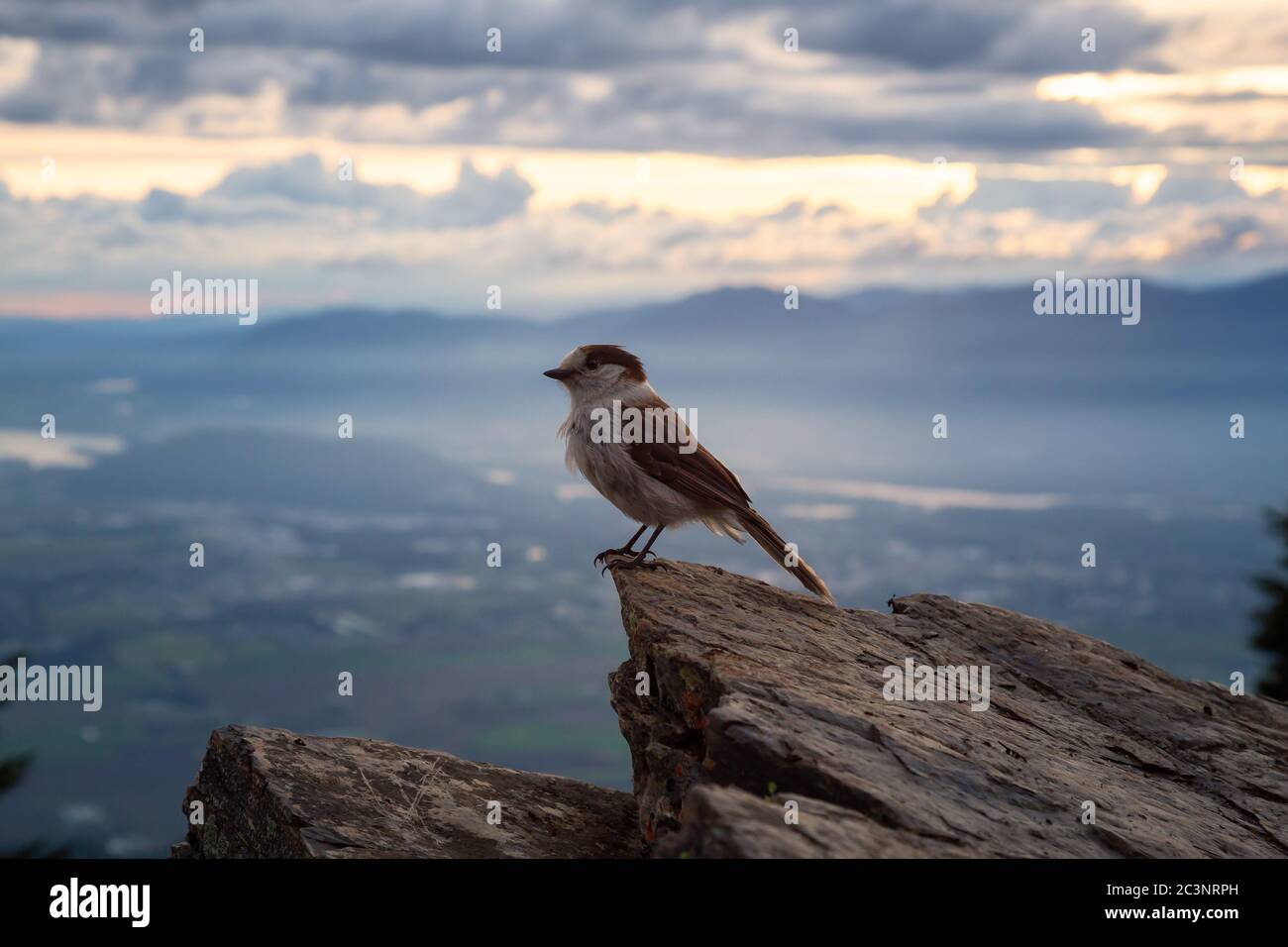 Grey Jay Friendly Bird High Resolution Stock Photography and Images - Alamy