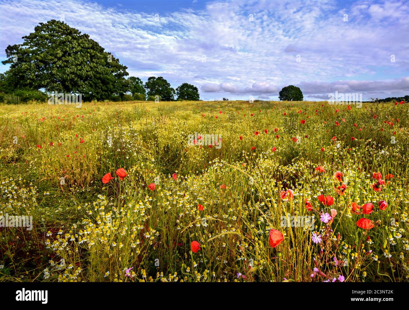 Poppies in a field of wildflowers near West Wickham in Kent, UK. Pretty ...