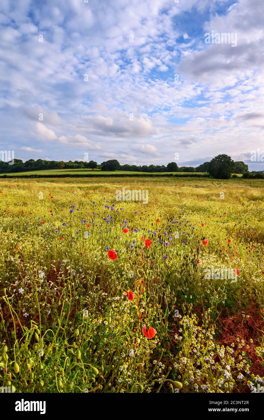 Poppies in a field of wildflowers near West Wickham in Kent, UK. Pretty ...