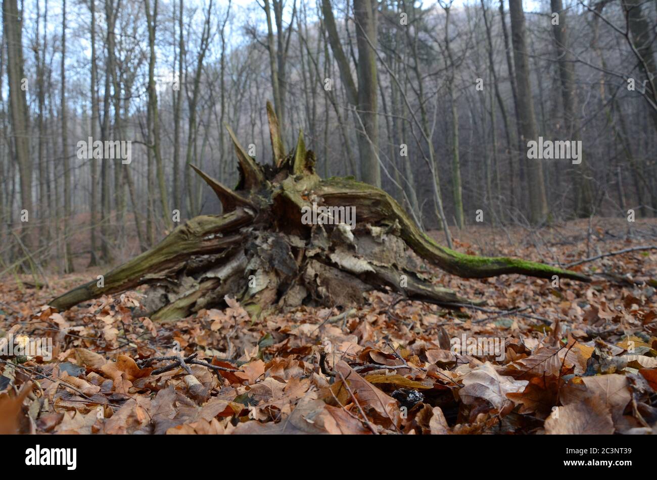 Selective focus of a giant tree root in a mystic forest Stock Photo - Alamy