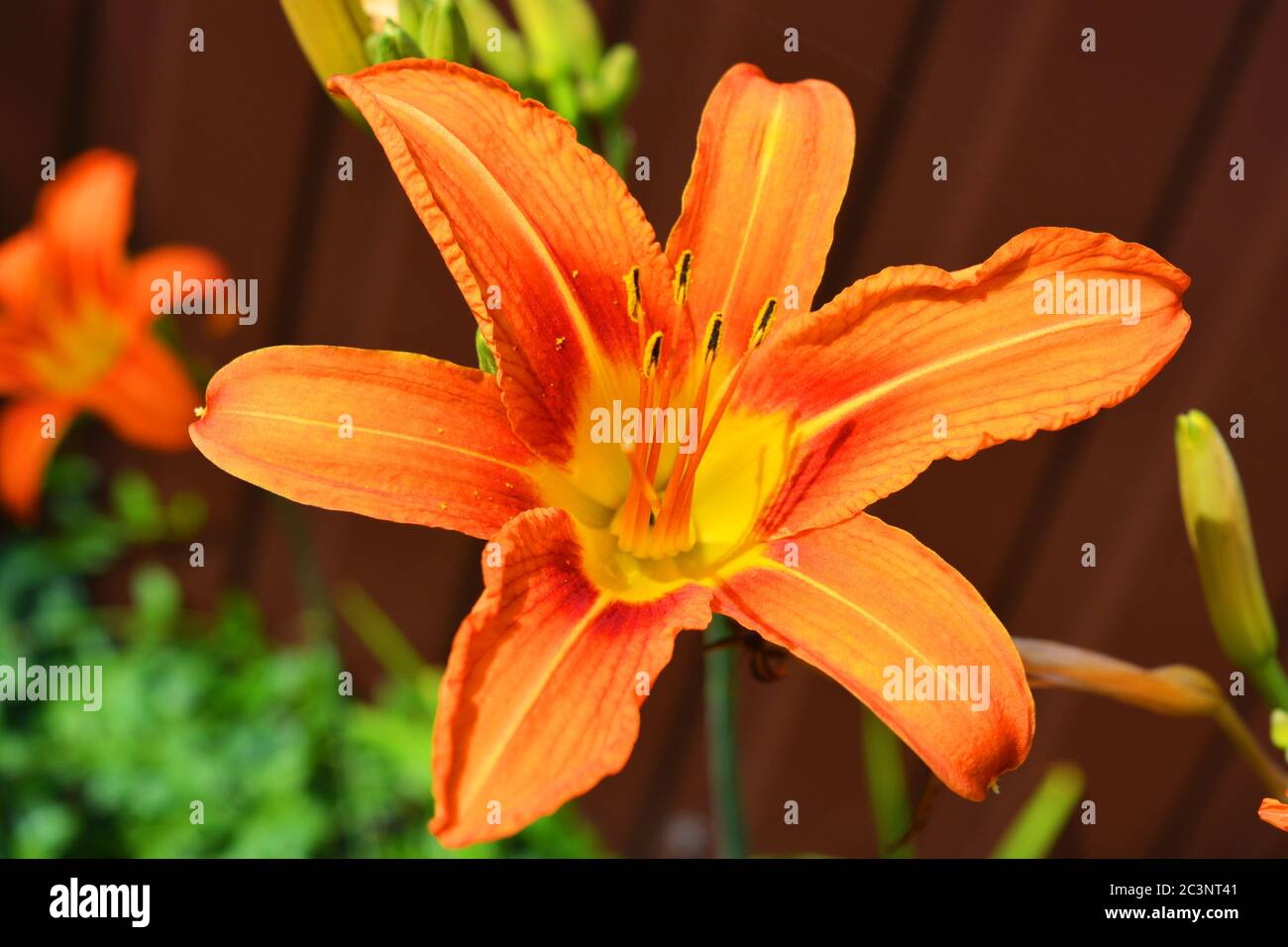 Bright and original summer Ukrainian flowers that grow on the streets ...