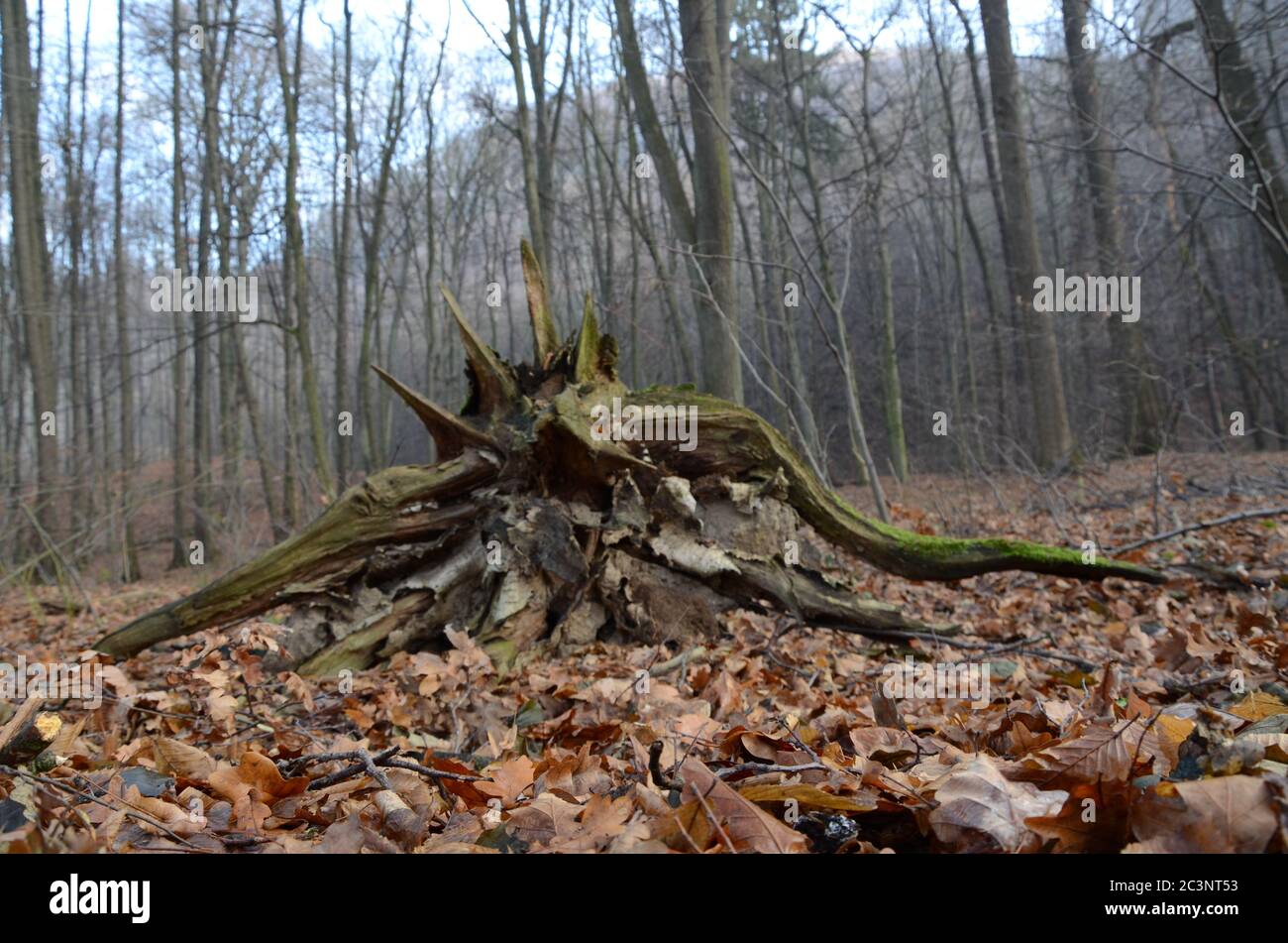 Selective focus of a giant tree root in a creepy forest Stock Photo - Alamy