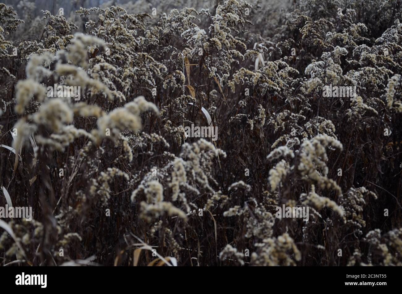 Woolly bulrush hi-res stock photography and images - Alamy