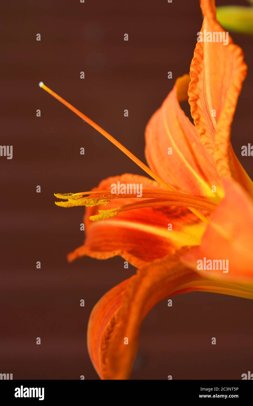 Bright and original summer Ukrainian flowers that grow on the streets ...