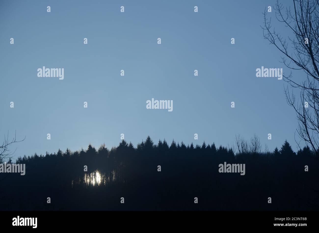 Low angle breathtaking shot of a forest gleaming at night Stock Photo ...