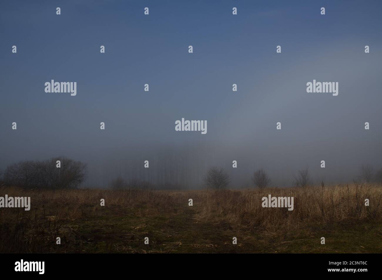 Selective focus of a creepy and foggy field with trees- great for ...