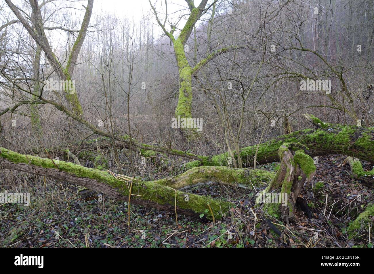 Selective focus of a giant, moldy fallen tree in a creepy forest Stock ...