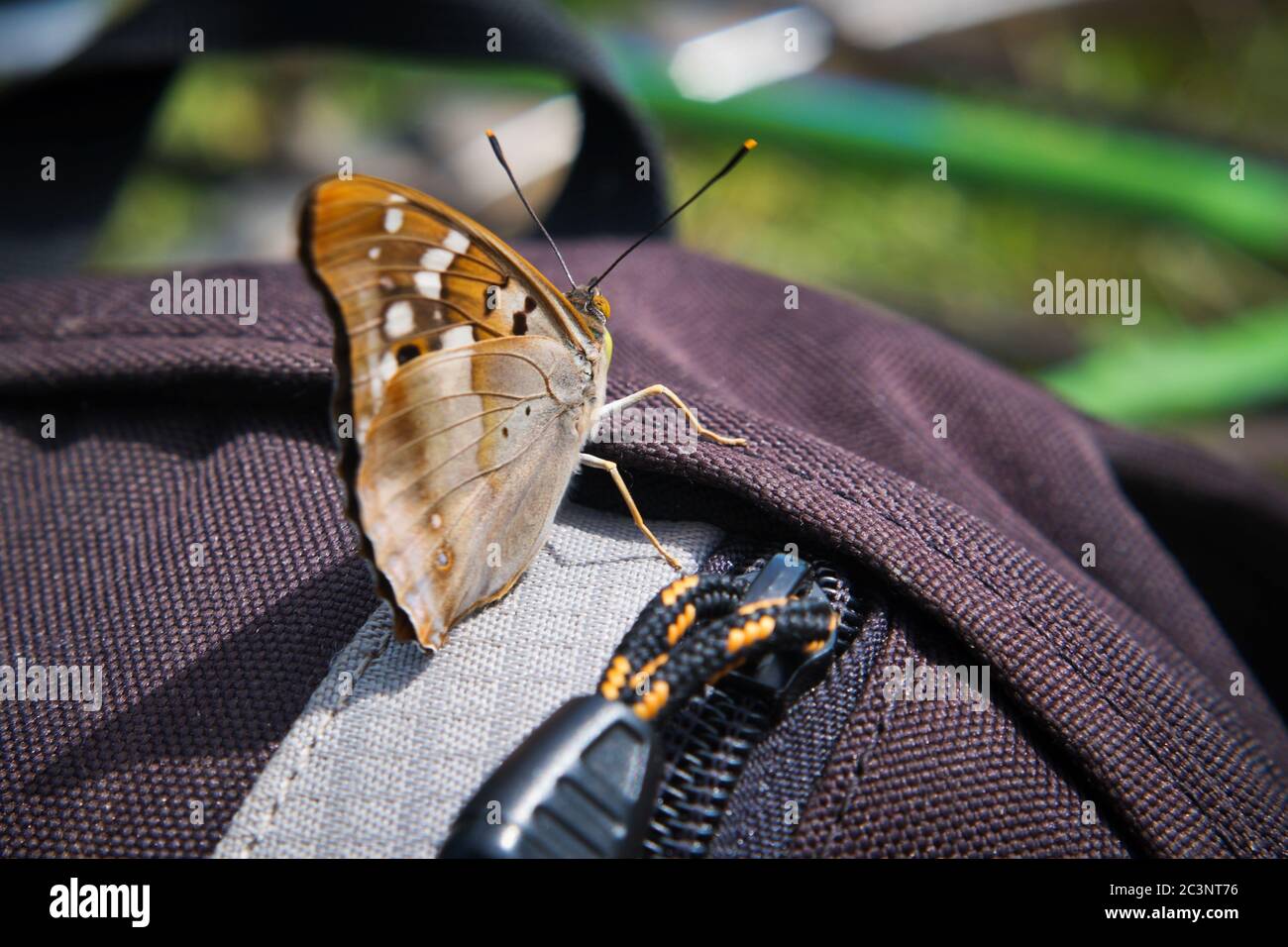 Wings backpack hi-res stock photography and images - Alamy