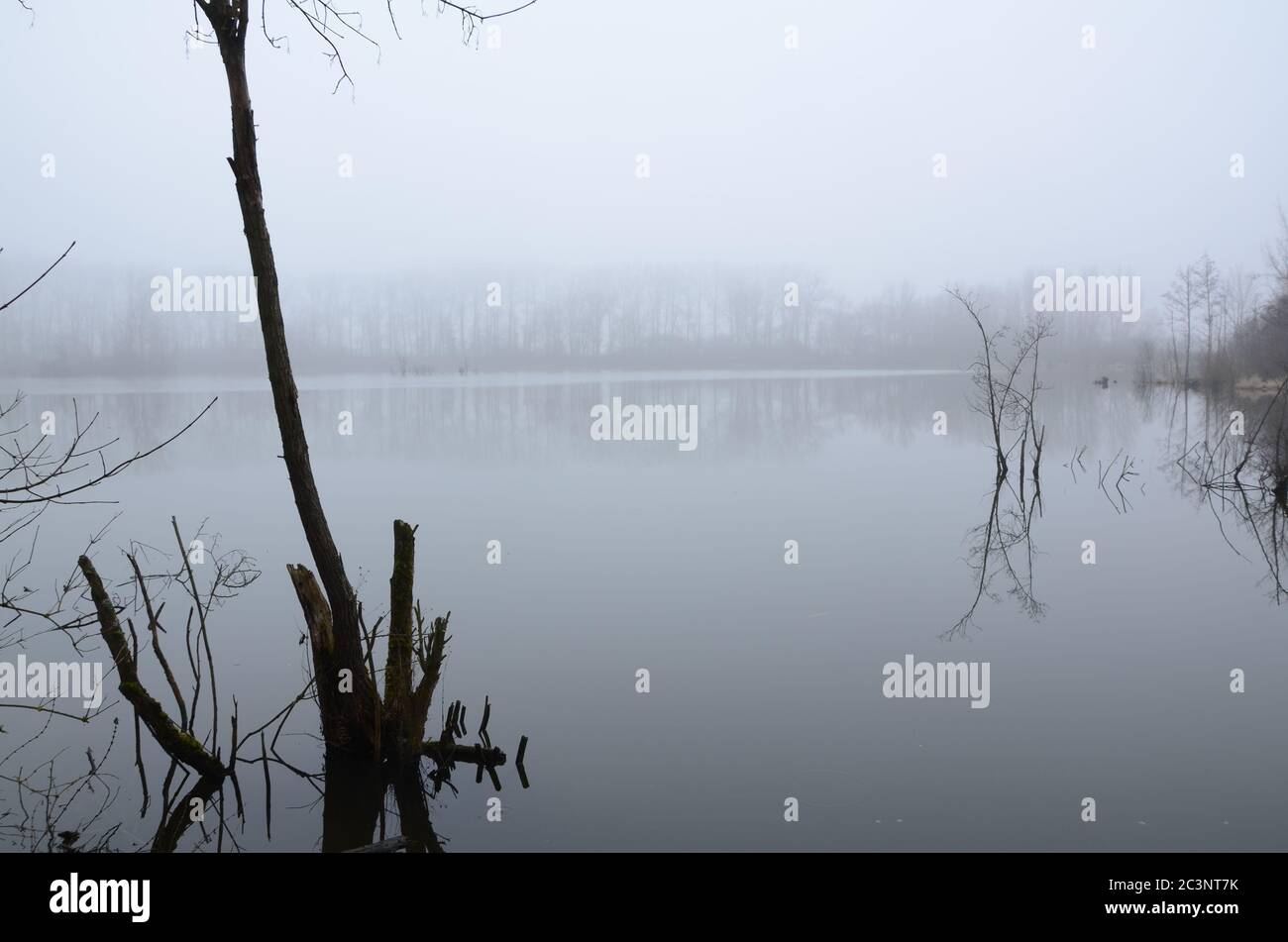 Selective focus of little trees in a spooky and foggy lake - great for ...