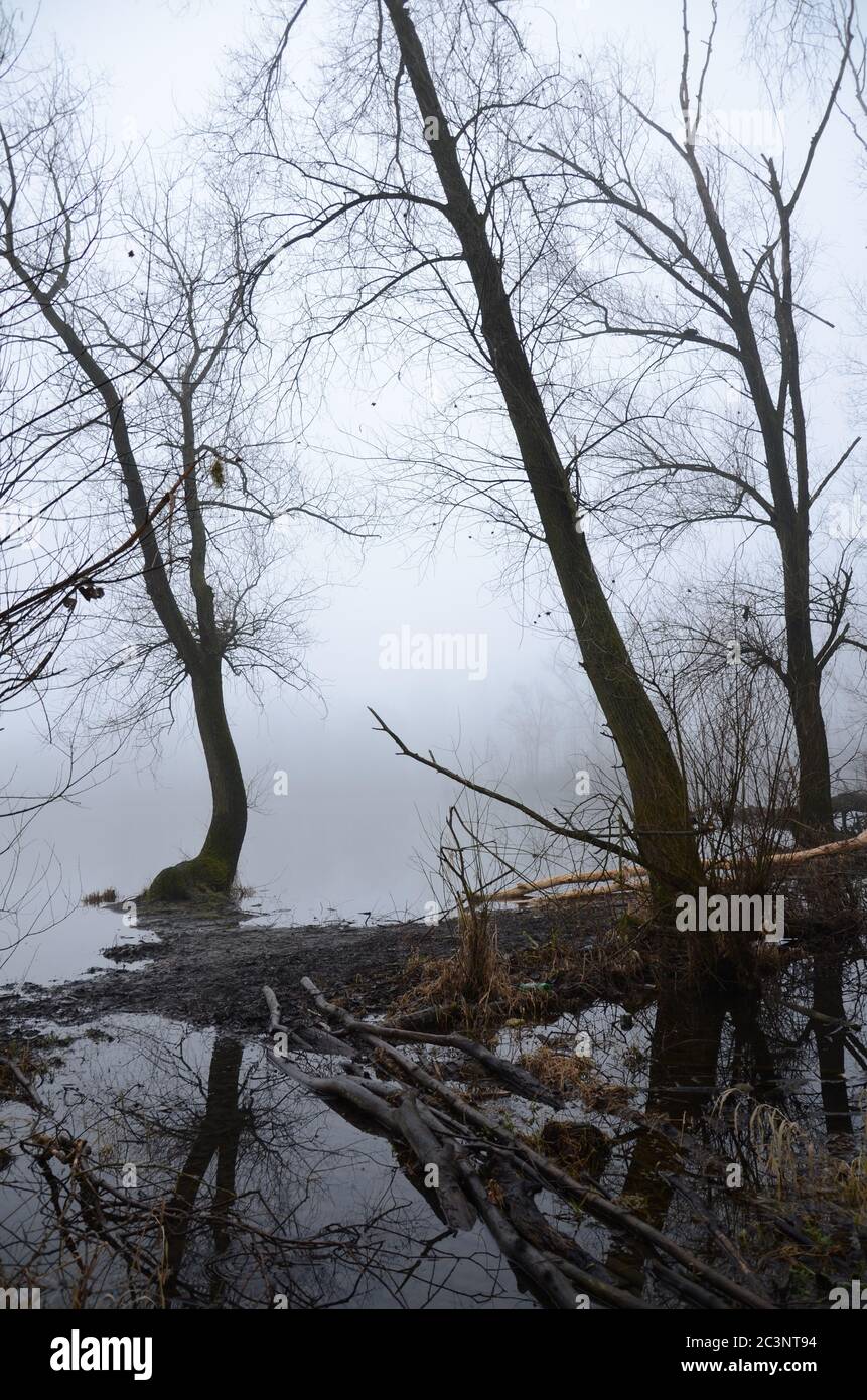 Vertical shot of a spooky and foggy lake with withered trees - perfect ...