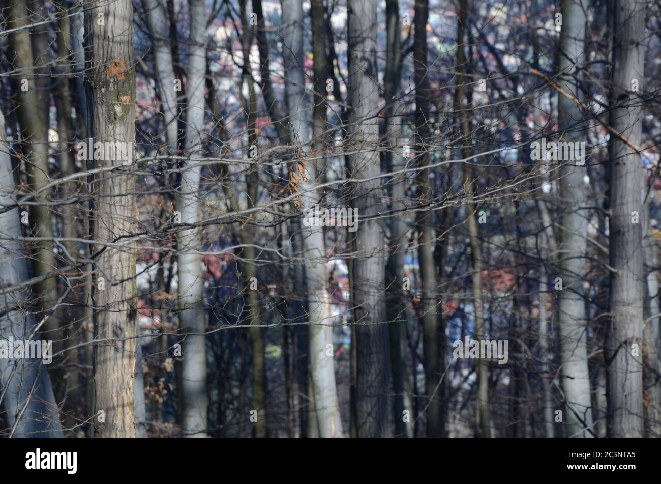 Selective focus of a forest in the fall season - great for wallpapers ...