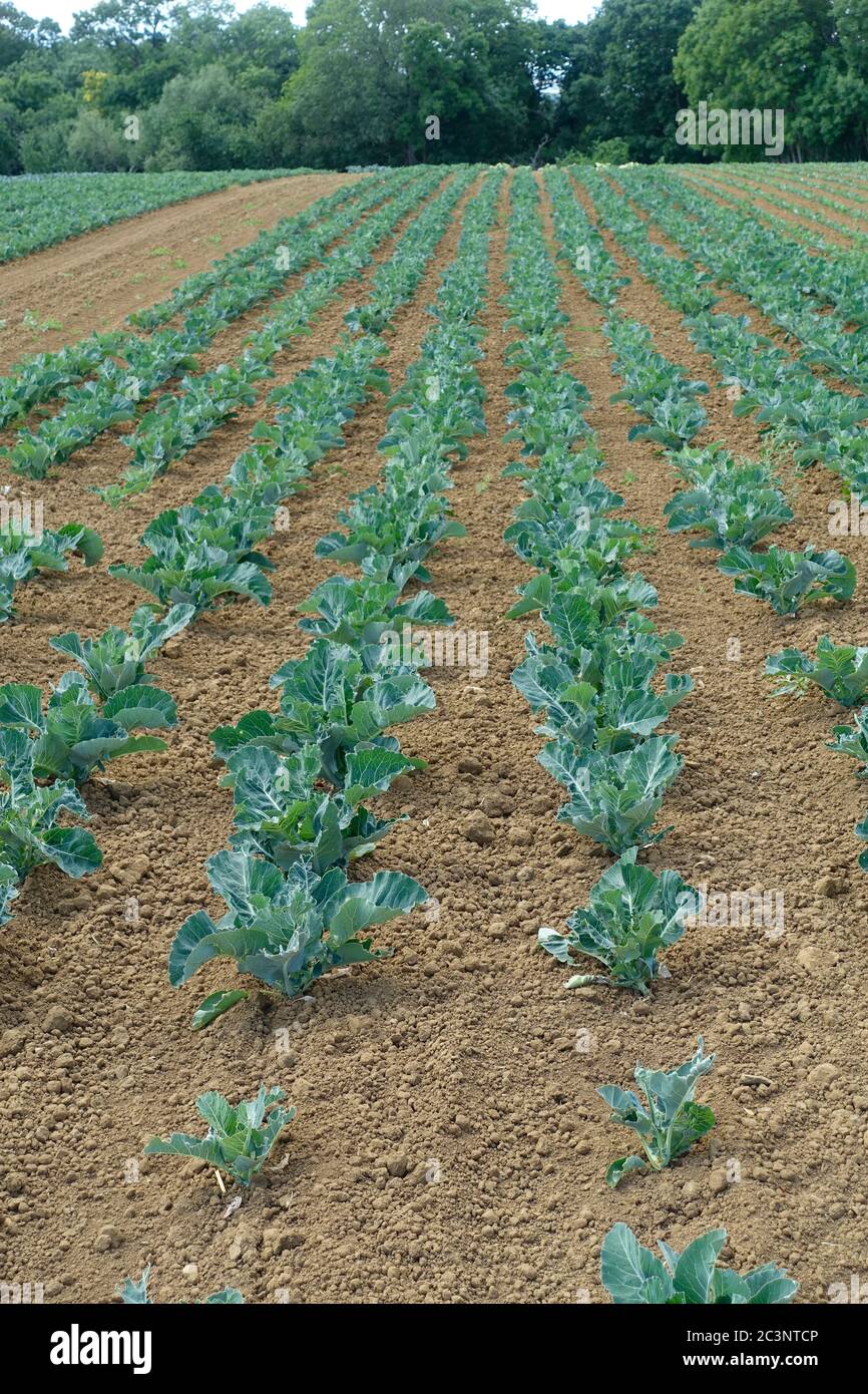 Broccoli field hi-res stock photography and images - Alamy