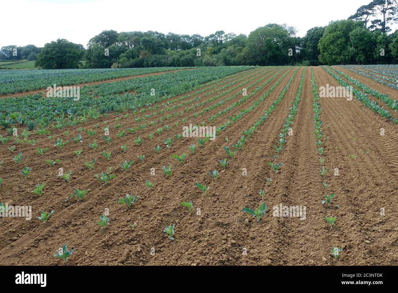 Broccoli field hi-res stock photography and images - Alamy