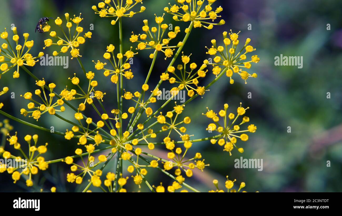 Dill flower fennel flower hi-res stock photography and images - Alamy