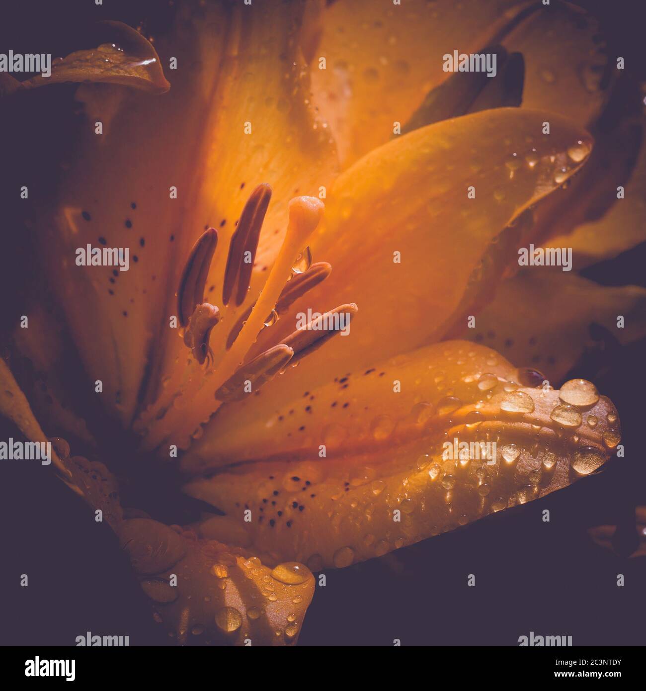 Lily flower with water drops Stock Photo - Alamy