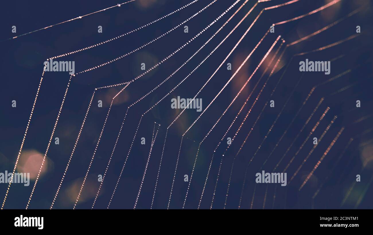 Spider Web with dew drops. Background image Stock Photo - Alamy
