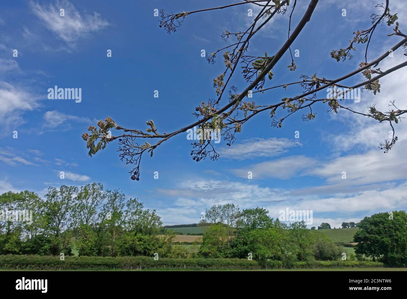 Ash tree disease hi-res stock photography and images - Alamy
