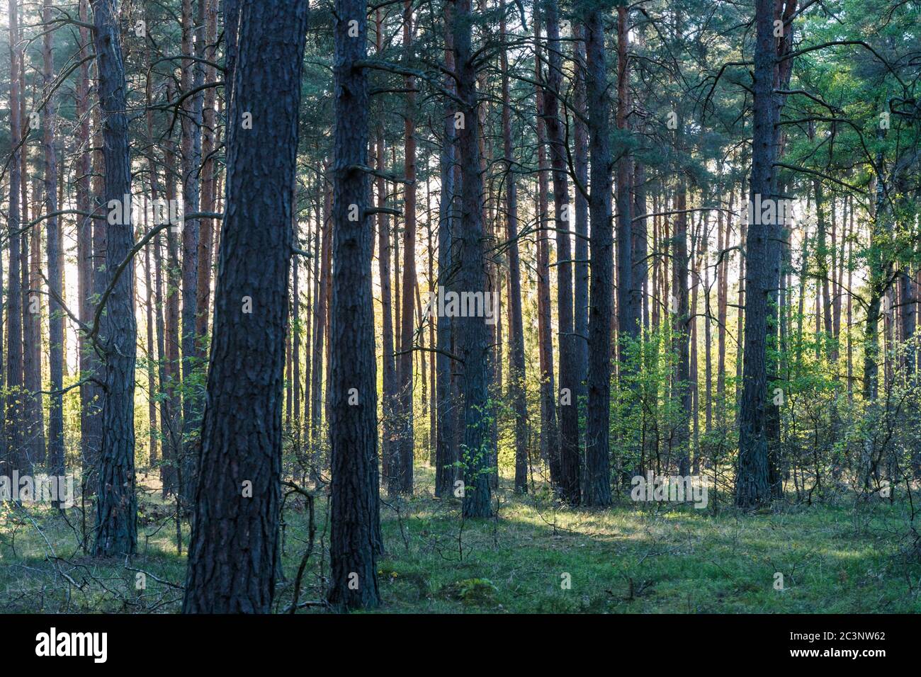 Backlit pine tree hi-res stock photography and images - Alamy