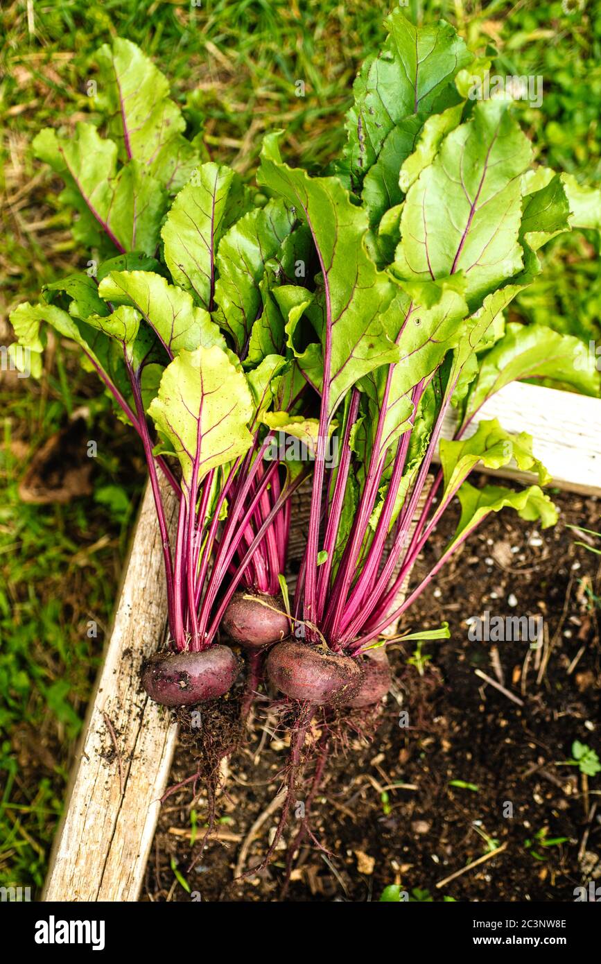 Freshly picked beetrtoots from raised bed vegetable garden Stock Photo ...