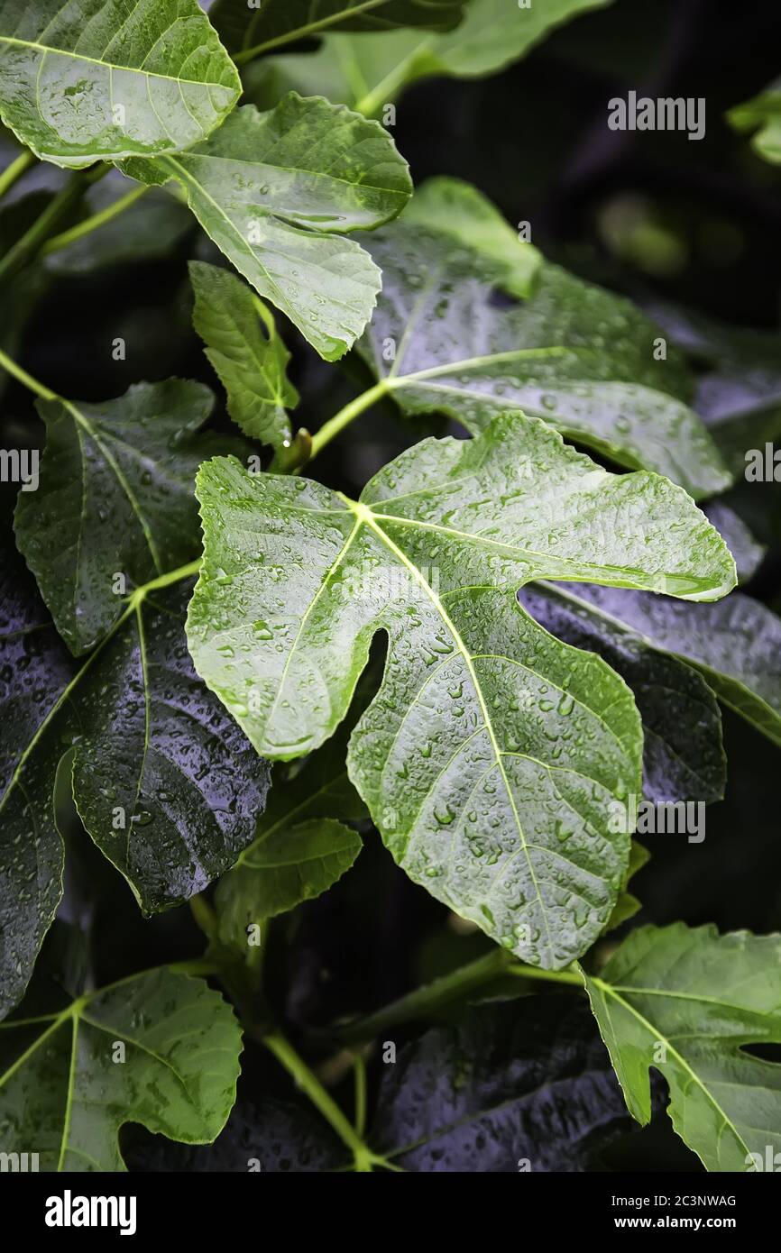 Weeping fig tree hi-res stock photography and images - Alamy