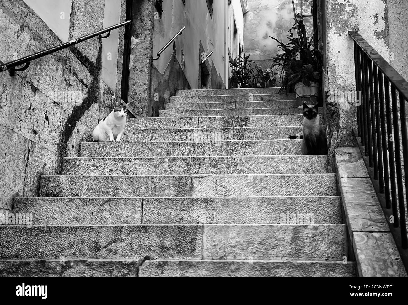 Stray cats on a ladder, detail of stray animals Stock Photo - Alamy