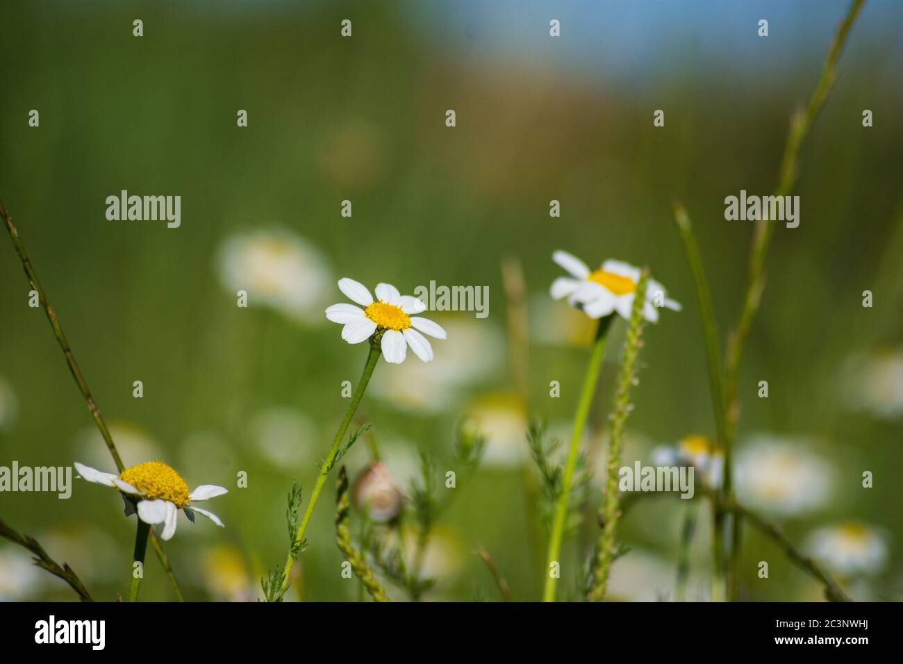 The nature in Spring Stock Photo - Alamy