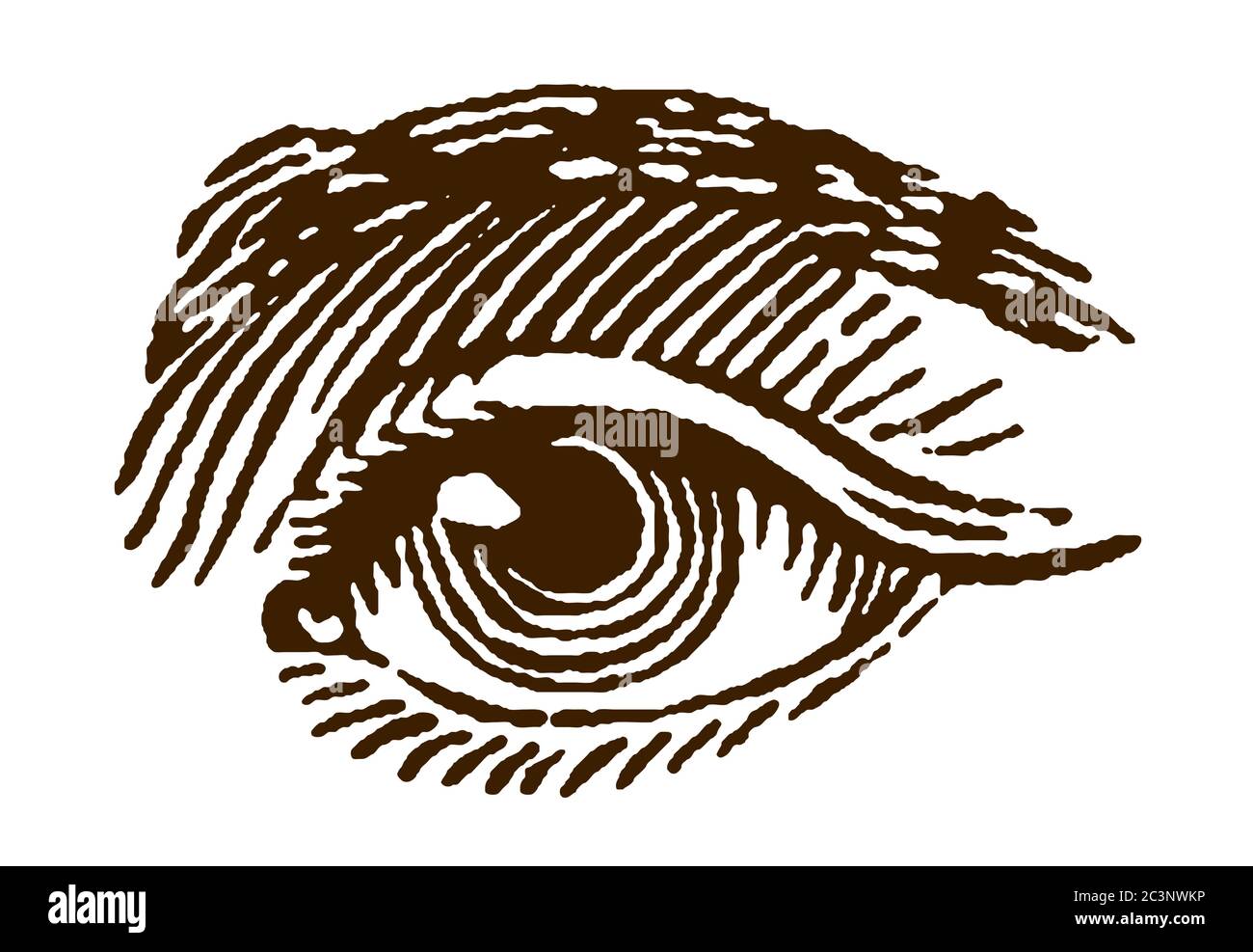 Close up of a human eye, pupil and iris Stock Vector Images - Alamy