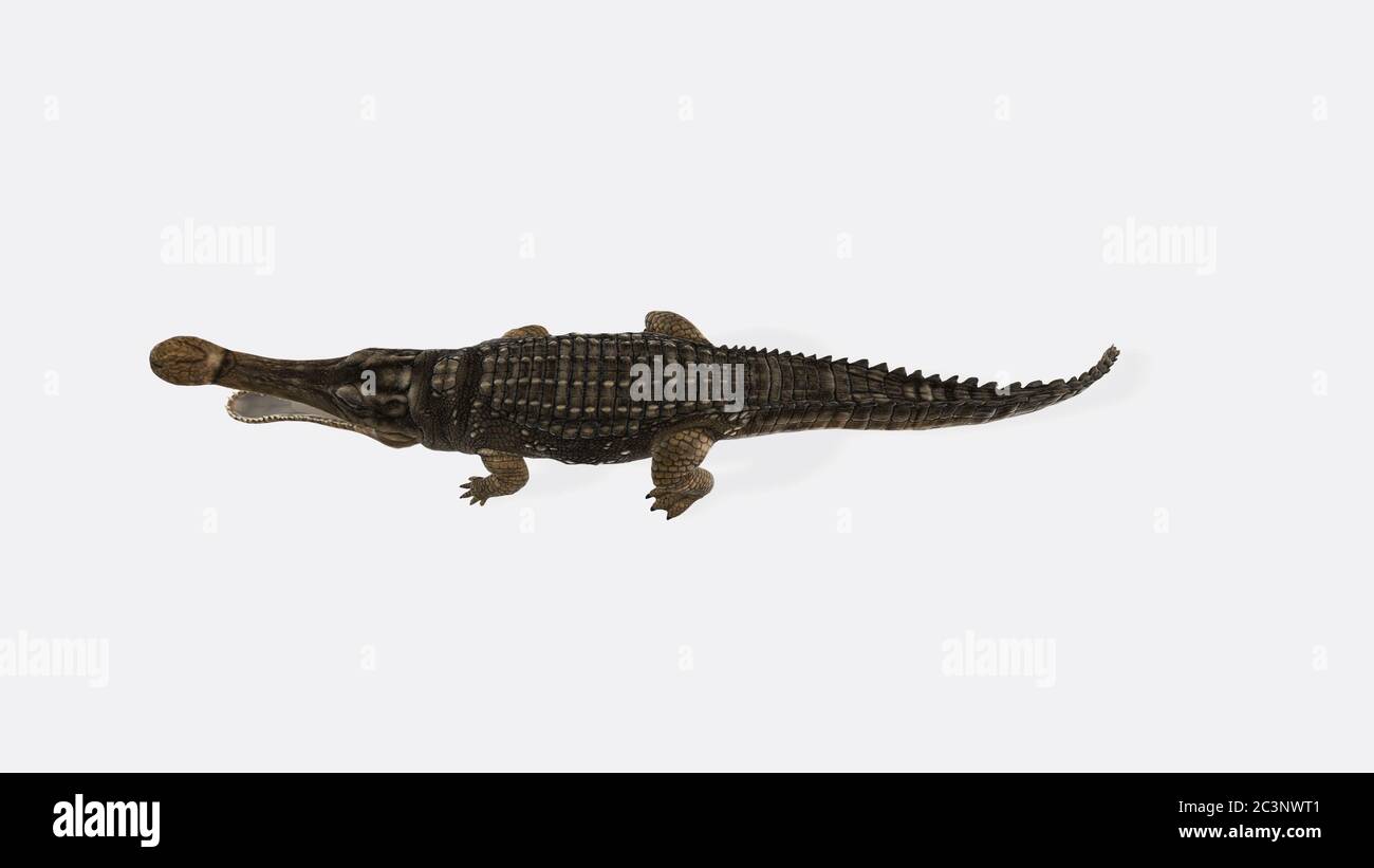 Sarcosuchus hi-res stock photography and images - Alamy