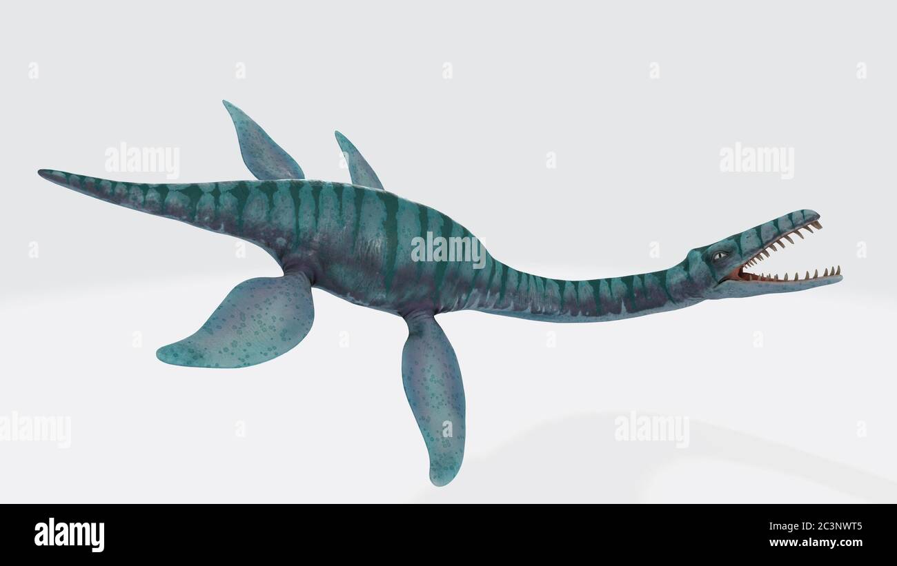 3D rendering illustration of a plesiosaur dinosaur isolated on a white ...