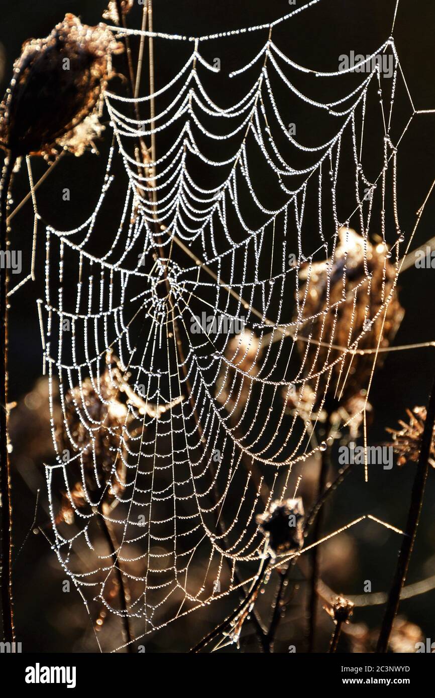 Vertical closeup shot of a spider web with a dark background Stock ...