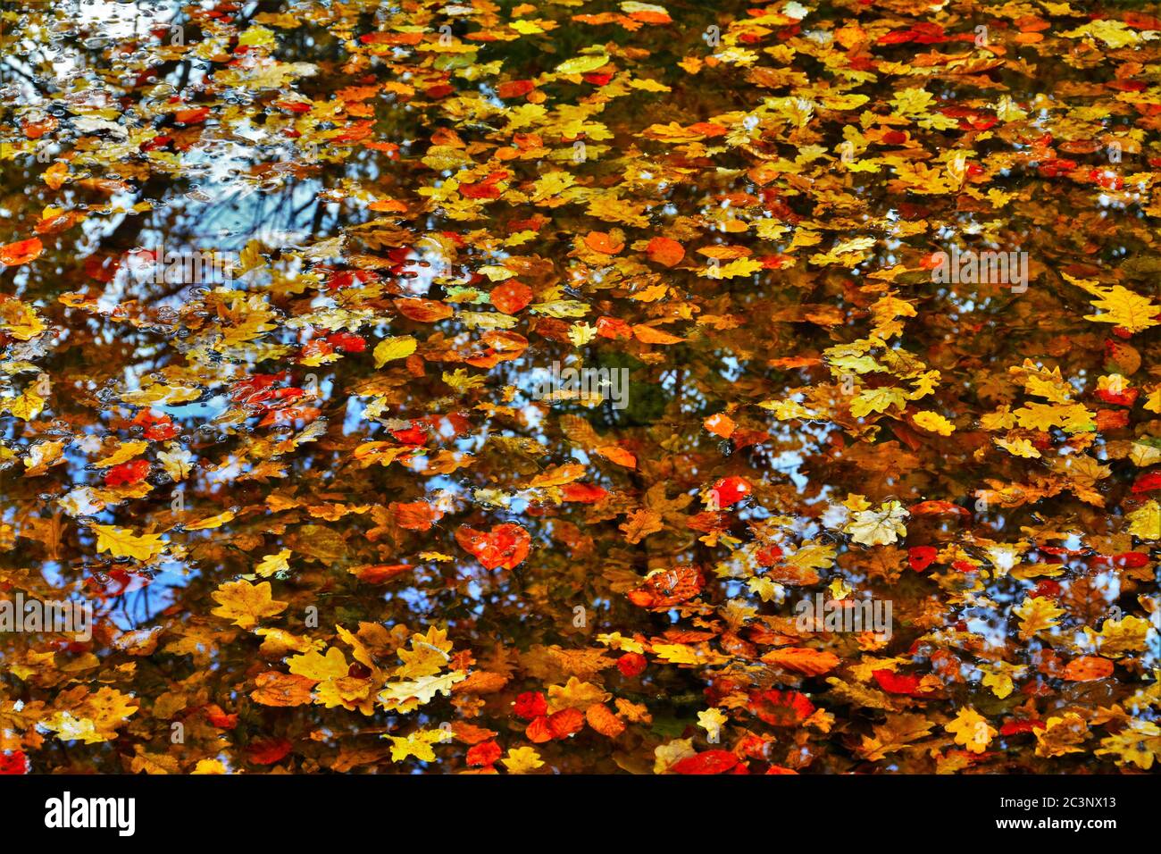 Colorful autumn leaves on the water Stock Photo - Alamy
