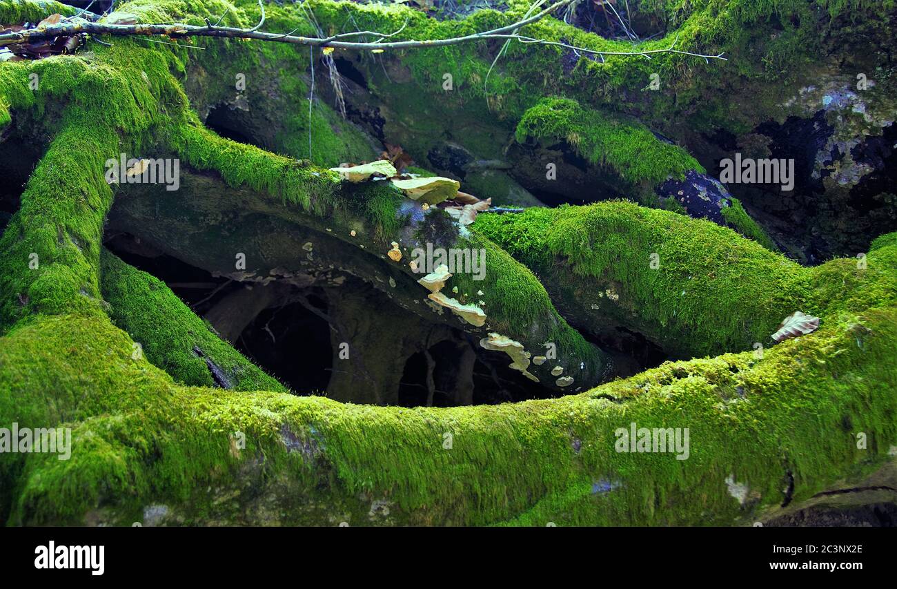 Macro shot of the tree roots covered with moss Stock Photo - Alamy