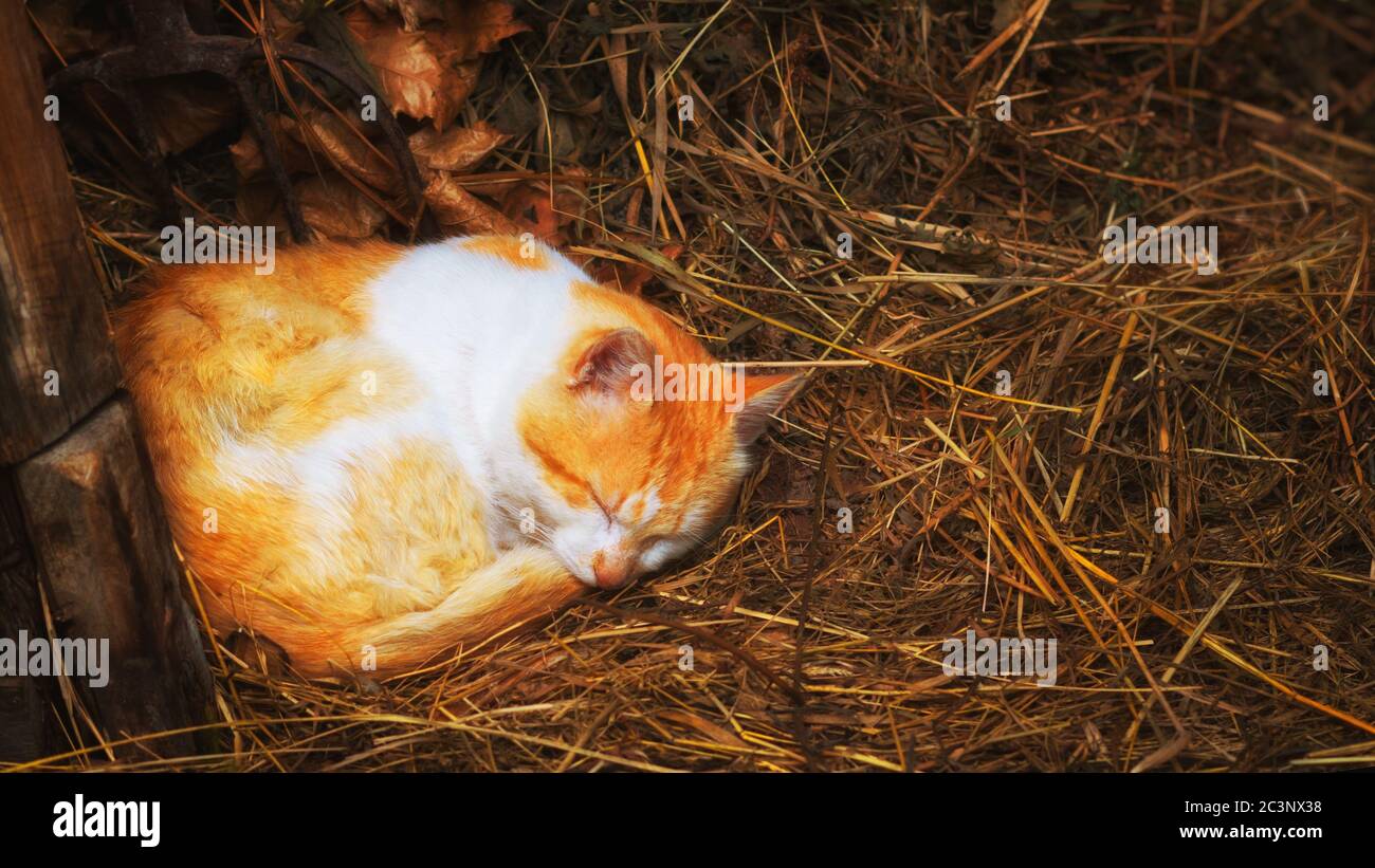 Beautiful red cat close hi-res stock photography and images - Alamy